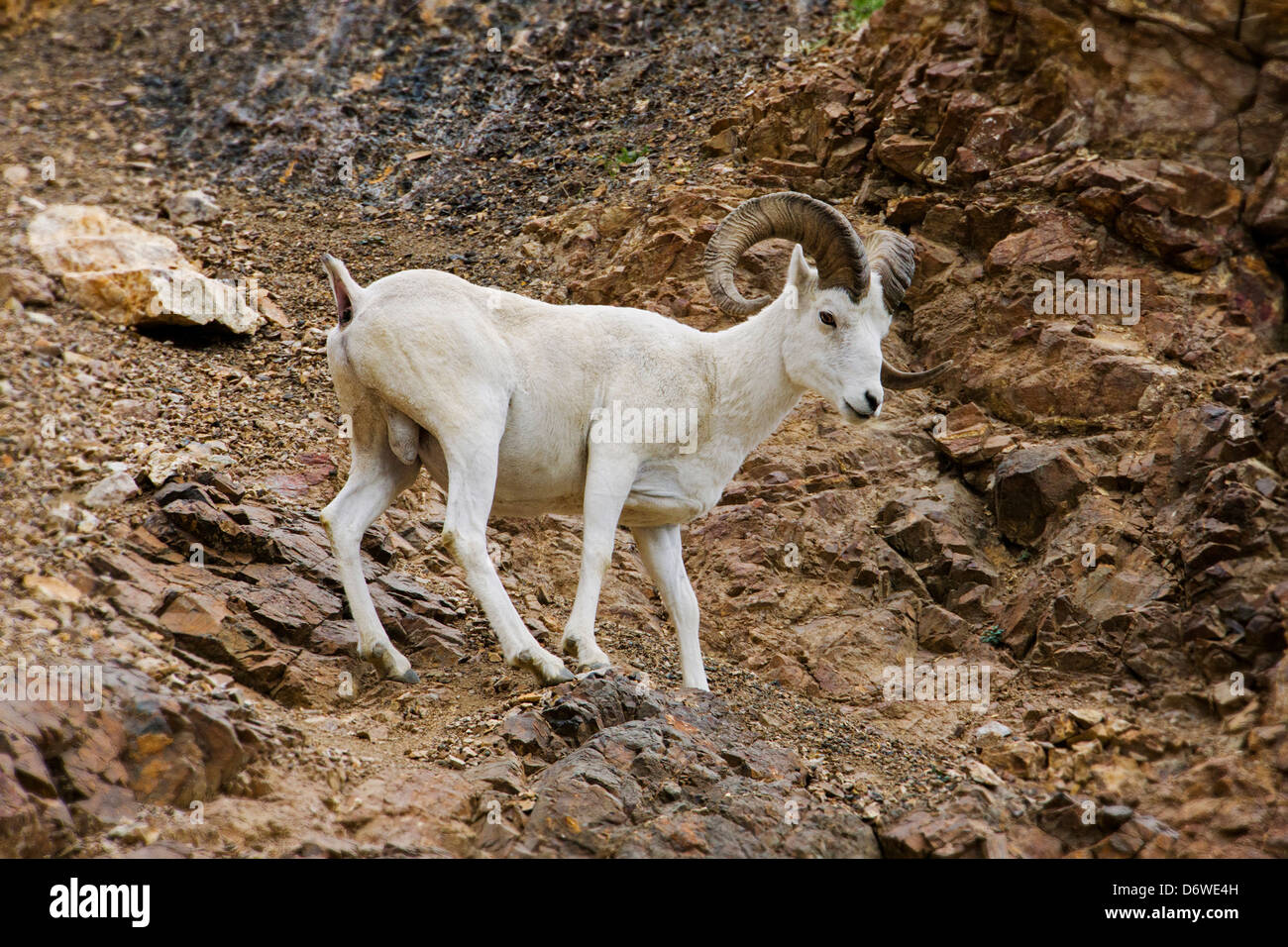 Dall Sheep (Ovis dalli), near Divide Mountain, Denali National Park ...