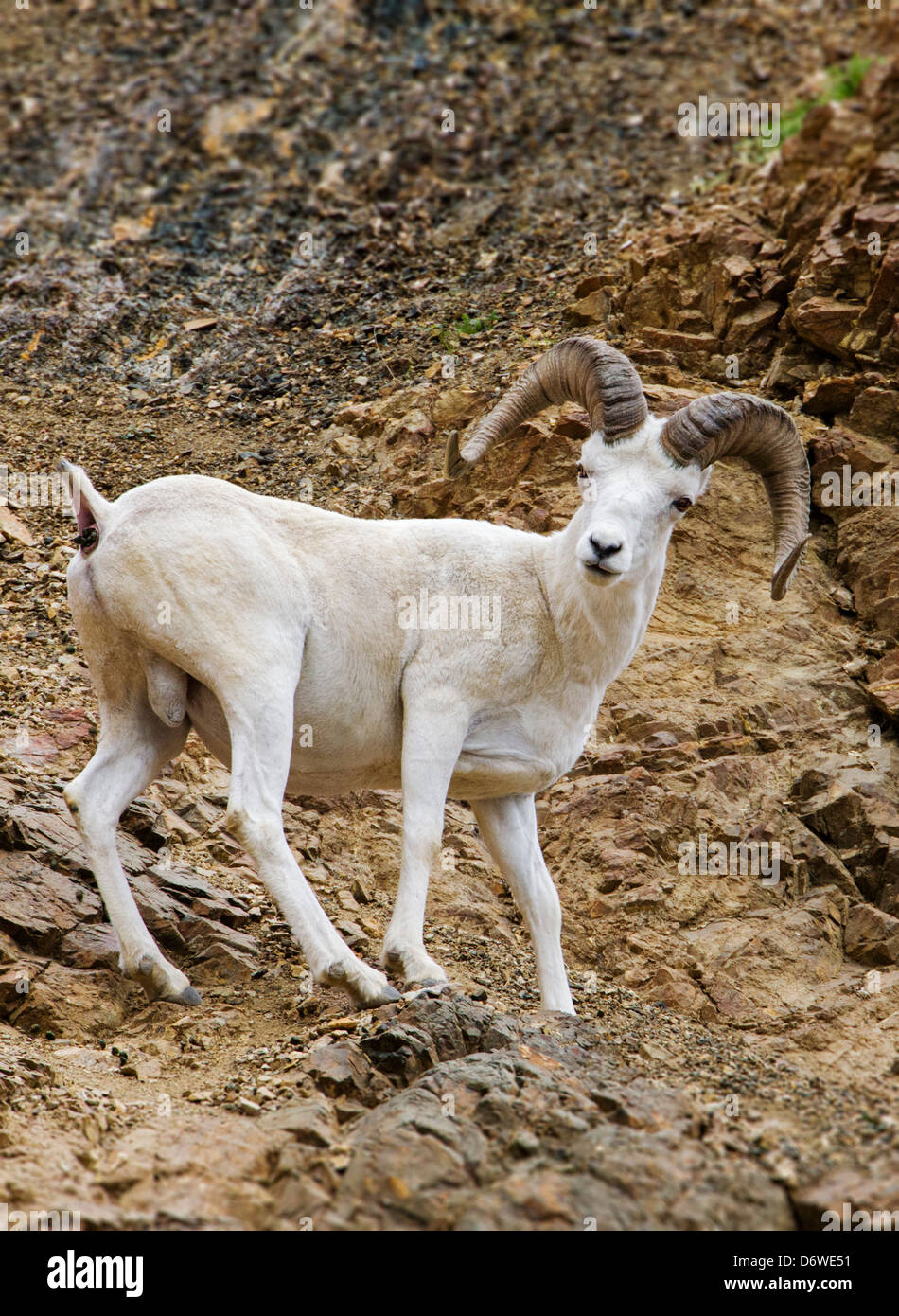 Dall Sheep (Ovis dalli), near Divide Mountain, Denali National Park ...