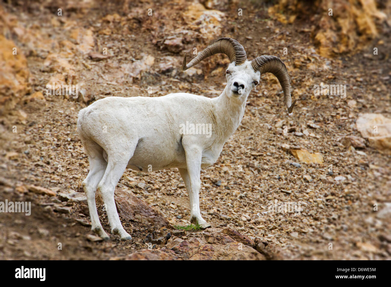 Dall Sheep (Ovis dalli), near Divide Mountain, Denali National Park ...