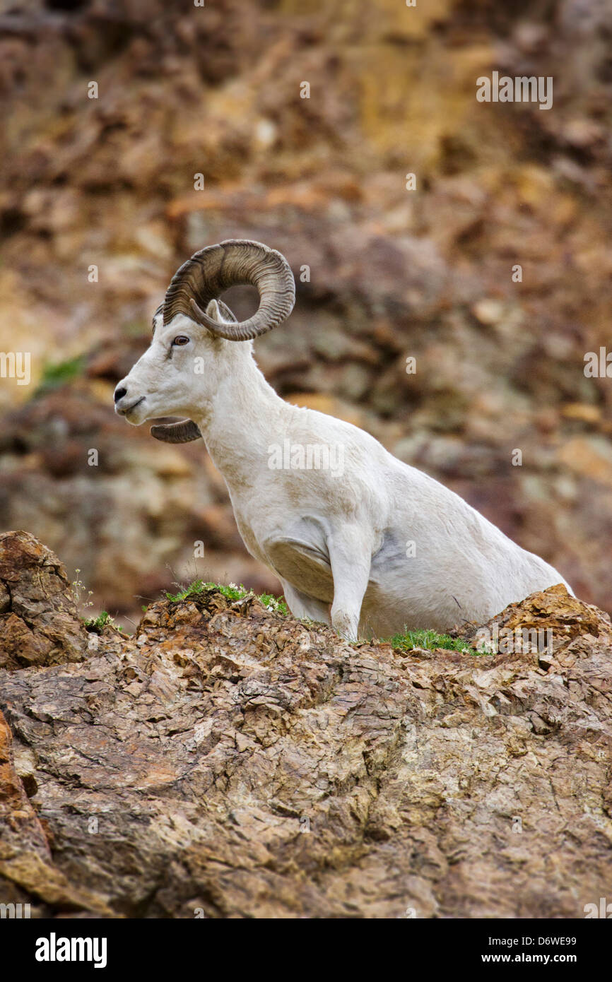 Dall Sheep (Ovis dalli), near Divide Mountain, Denali National Park ...