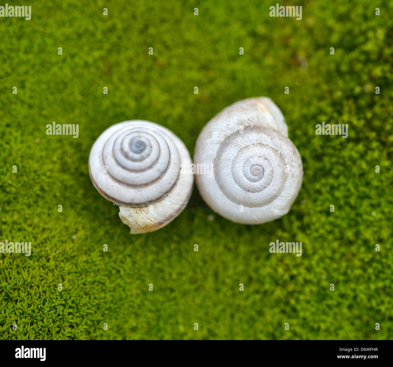 White snail shells on green moss Stock Photo - Alamy