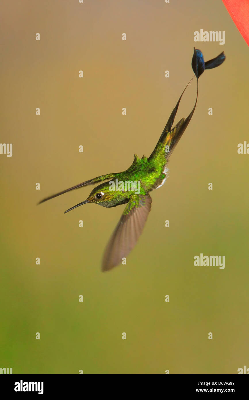 Male Booted Racket-tail Hummingbird ( Ocreatus underwoodii ) in Flight ...