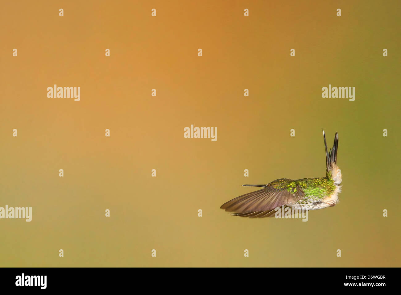 Female Booted Racket-tail Hummingbird ( Ocreatus underwoodii ) in ...