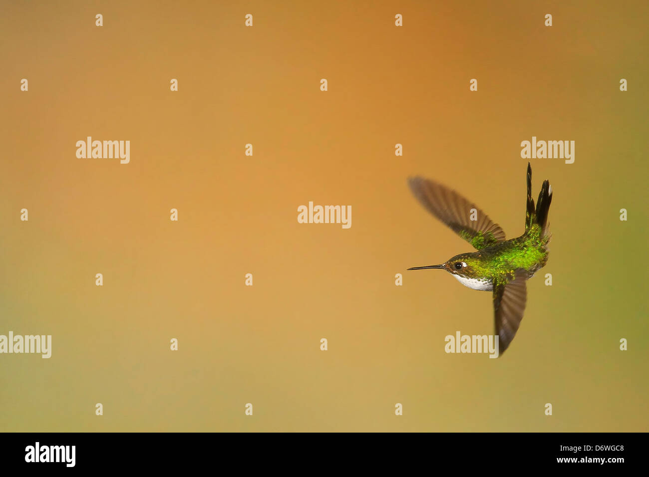 Female Booted Racket-tail Hummingbird ( Ocreatus underwoodii ) in ...