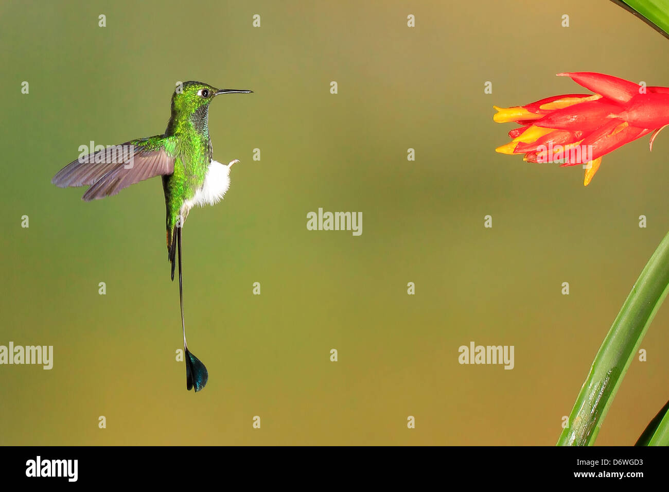 Booted racket tail hummingbird hi-res stock photography and images - Alamy