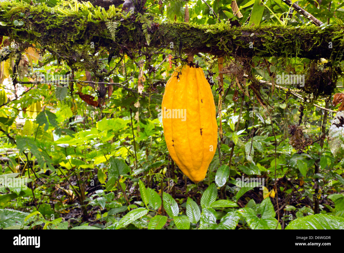 Cocoa pods (Theobroma cacao). This is the native "Cacao Nacional ...