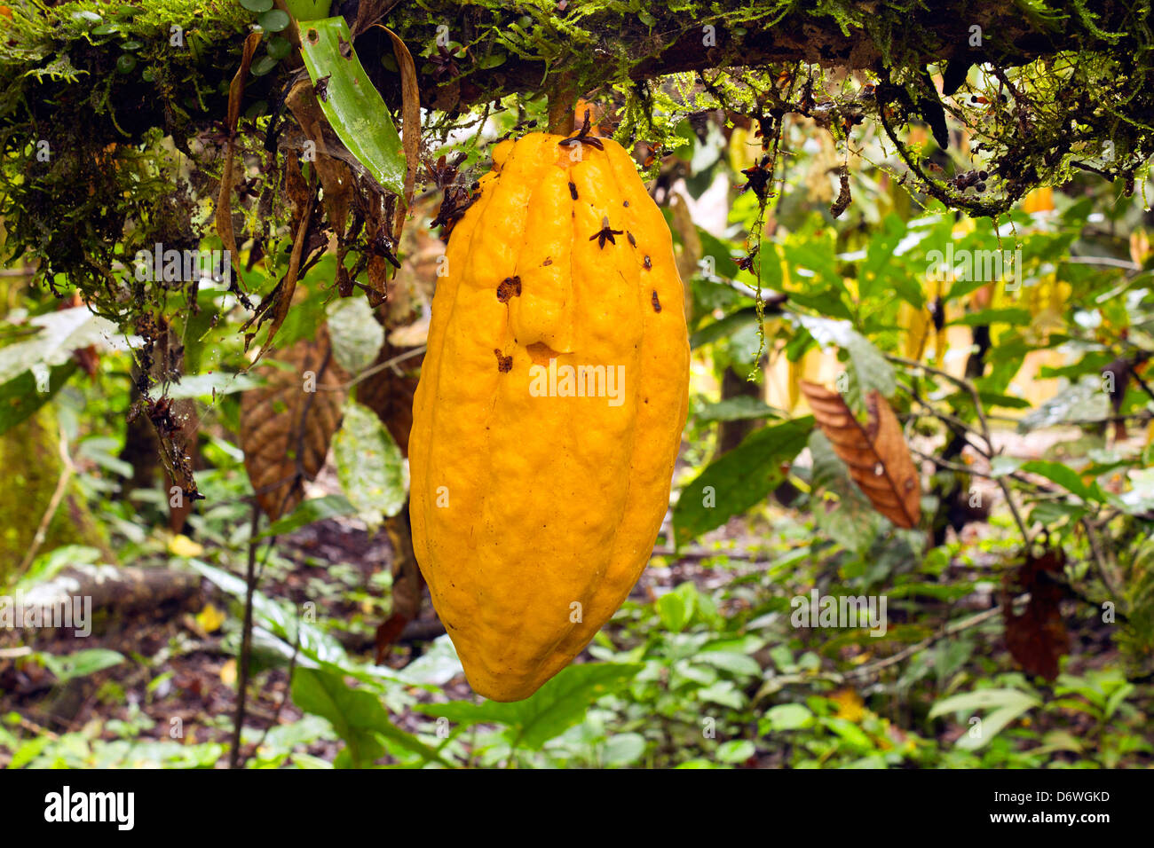 Cocoa pods (Theobroma cacao). This is the native "Cacao Nacional ...
