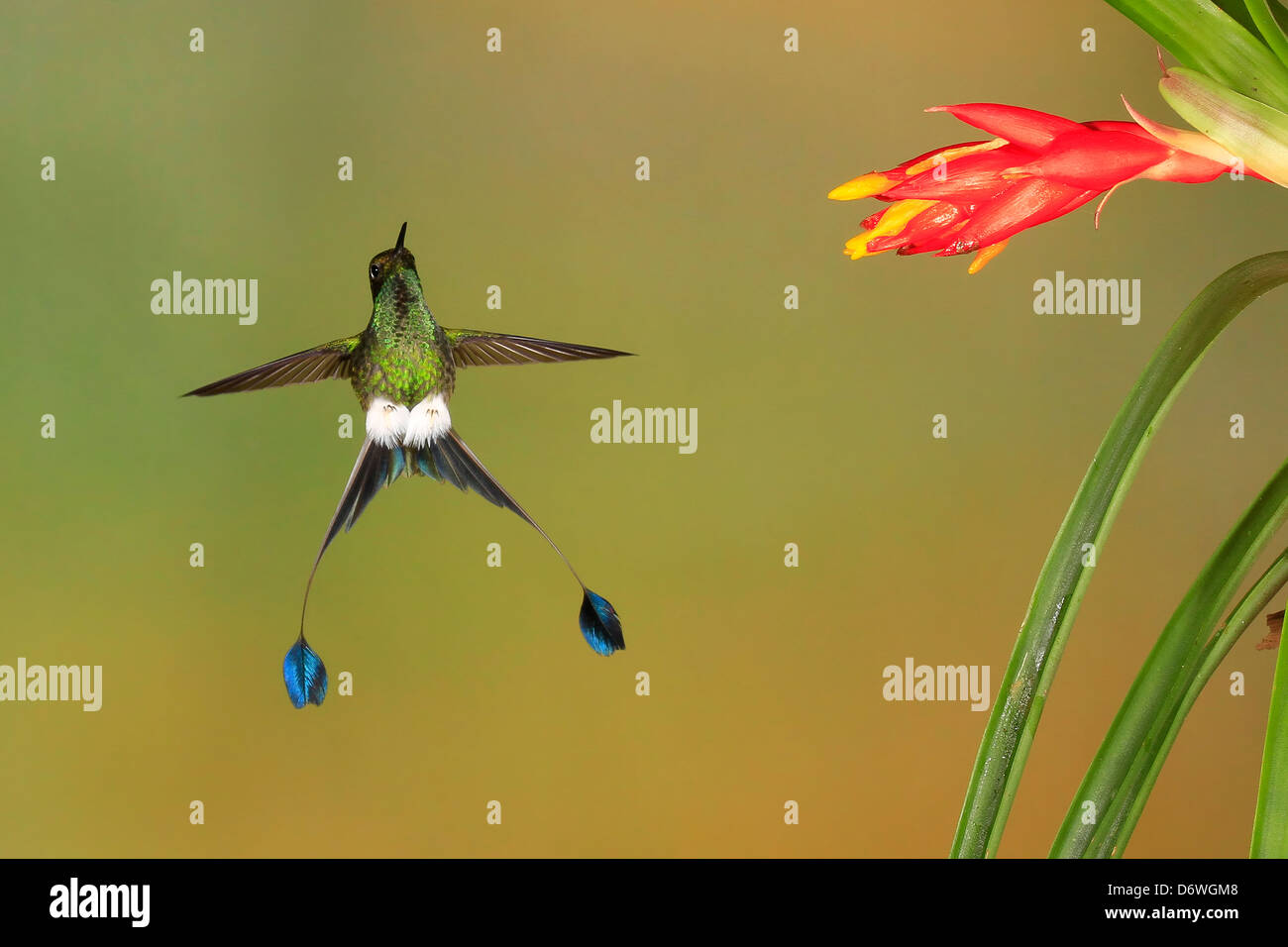 Booted racket tail hummingbird hi-res stock photography and images - Alamy