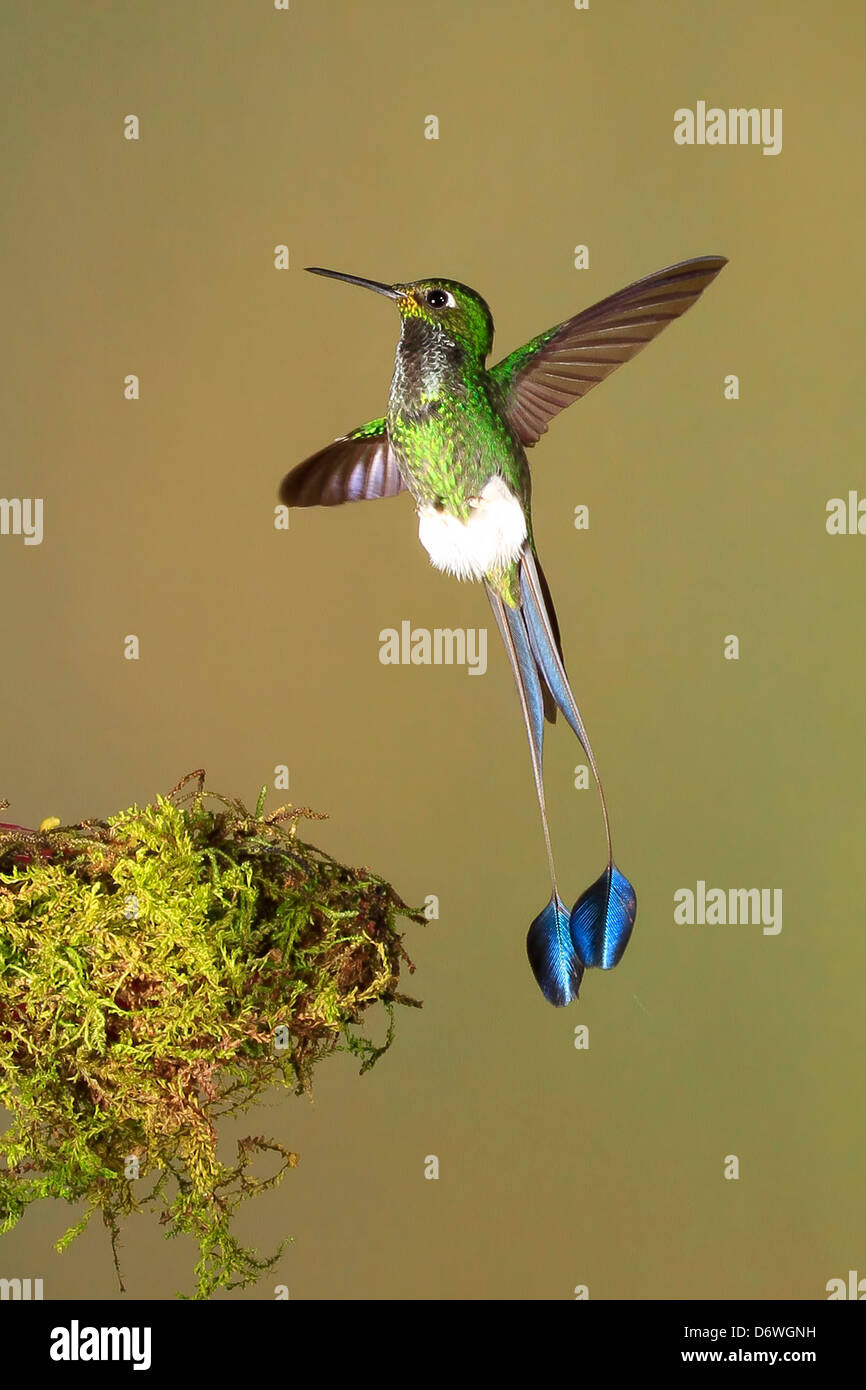 Booted Racket-tail Hummingbird ( Ocreatus underwoodii ) in Flight by ...