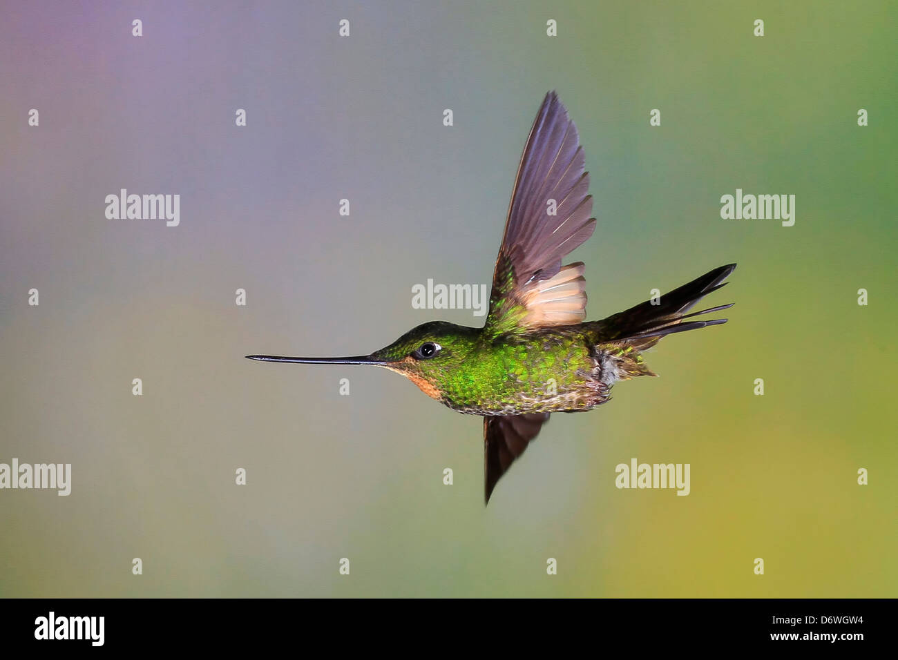Buff-winged Starfrontlet (Coeligena lutetiae ) Hummingbird in Flight by ...