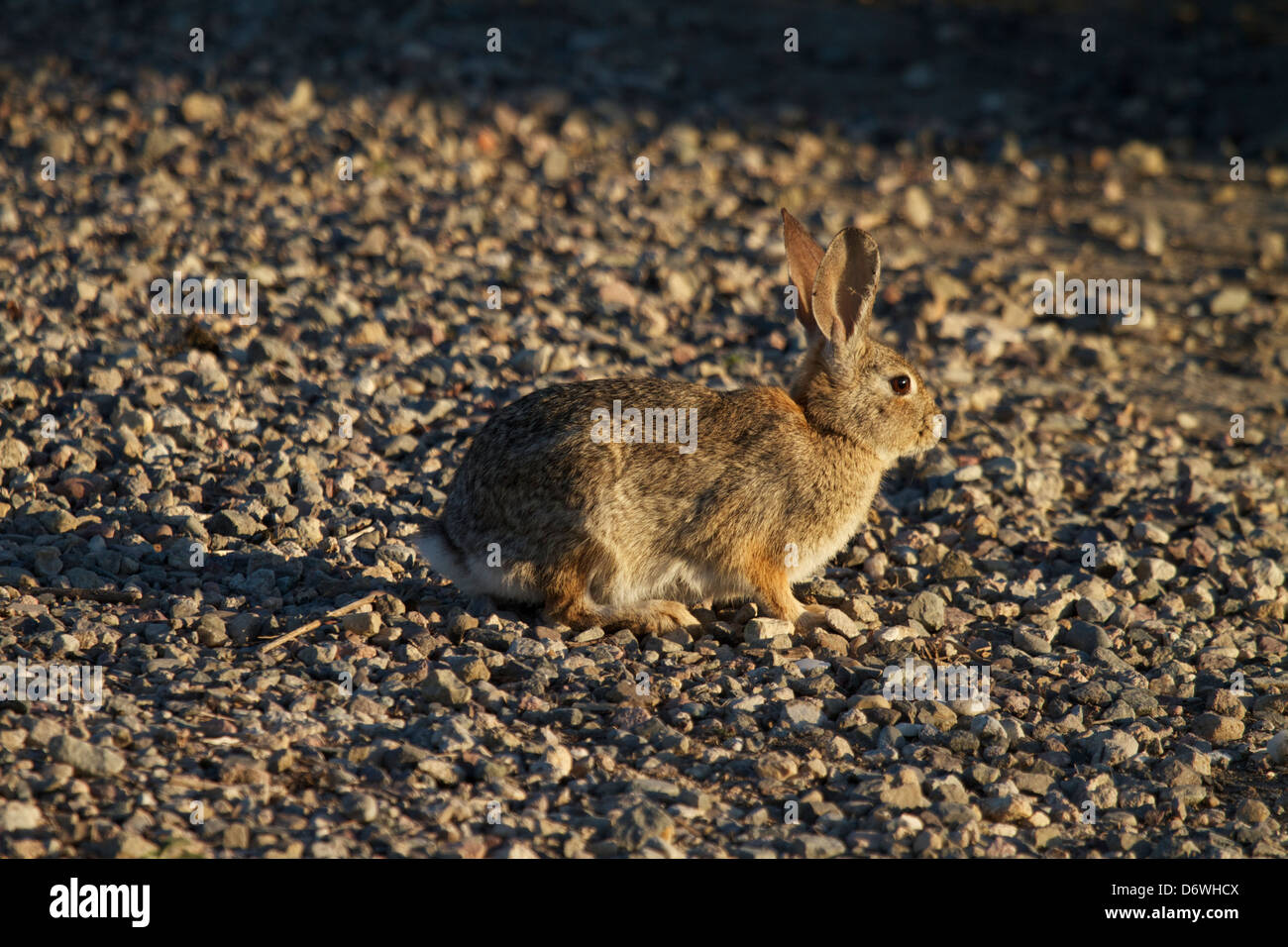 Californian rabbit hi-res stock photography and images - Alamy