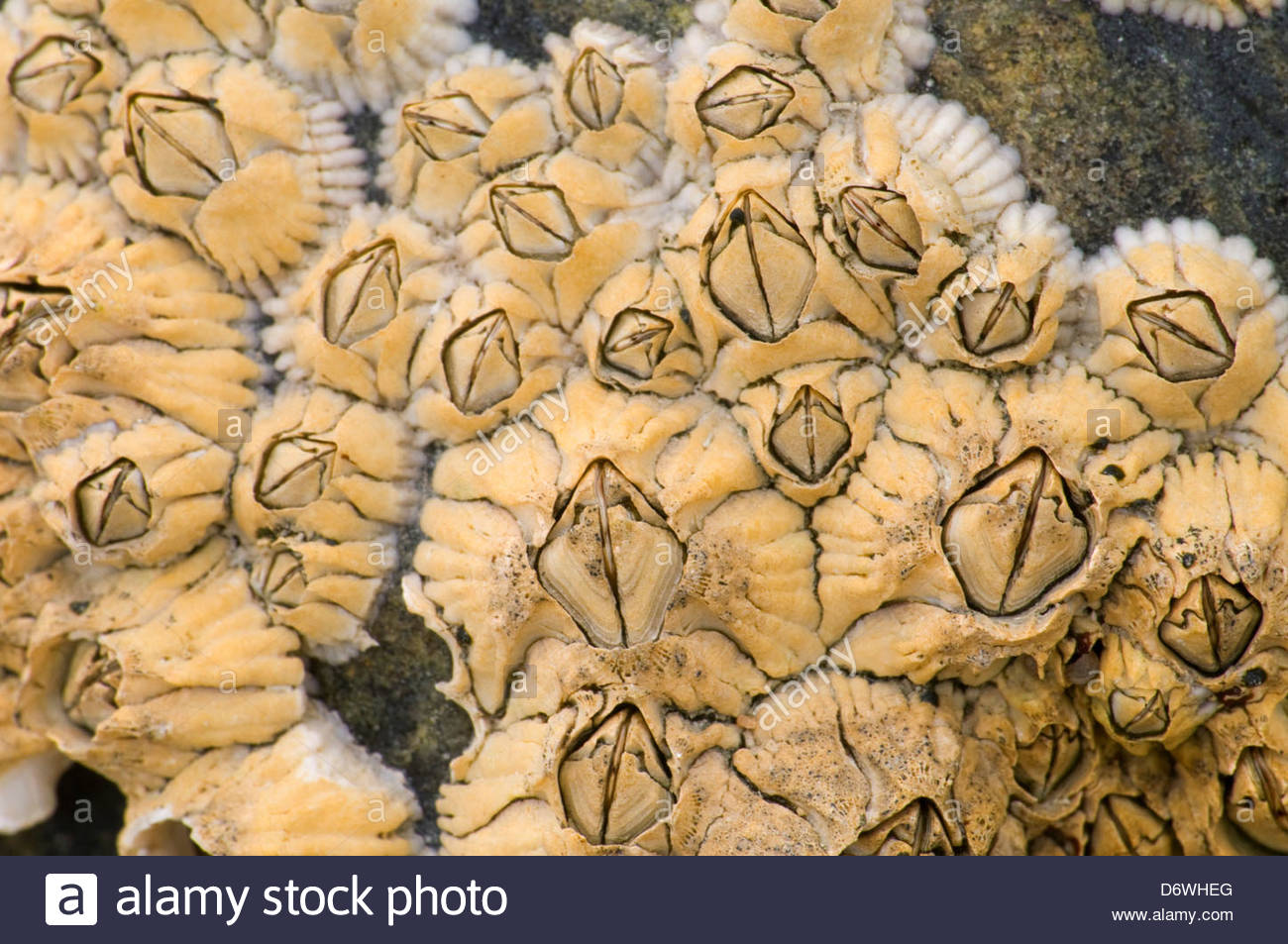 Balanus Balanoides Stock Photos & Balanus Balanoides Stock Images - Alamy