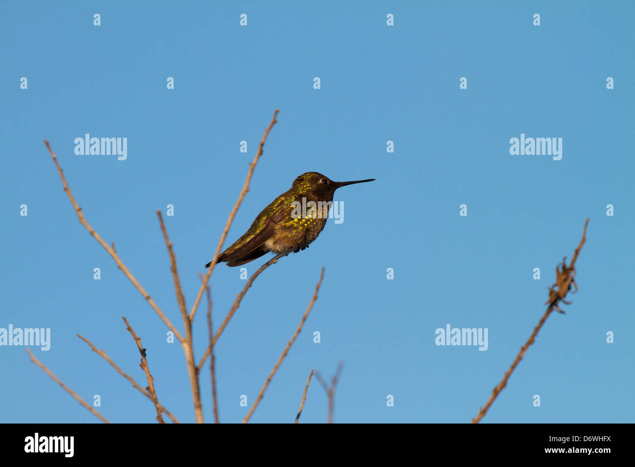 Anna's hummingbird in southern California Stock Photo - Alamy
