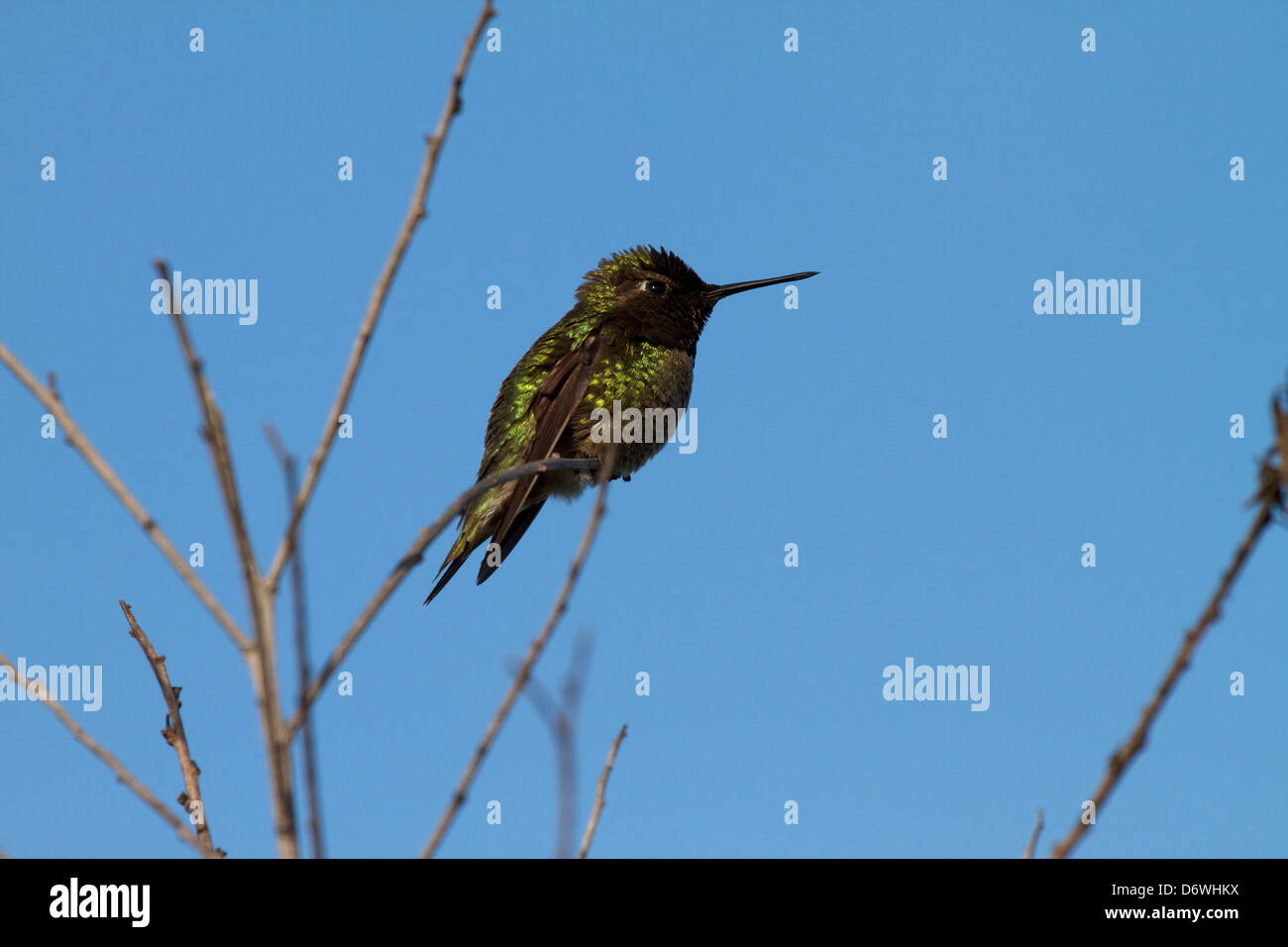 Anna's hummingbird in southern California Stock Photo - Alamy