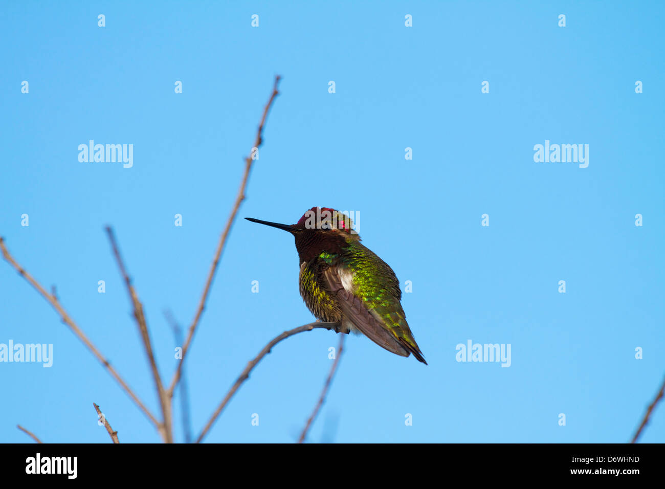 Anna's hummingbird in southern California Stock Photo - Alamy