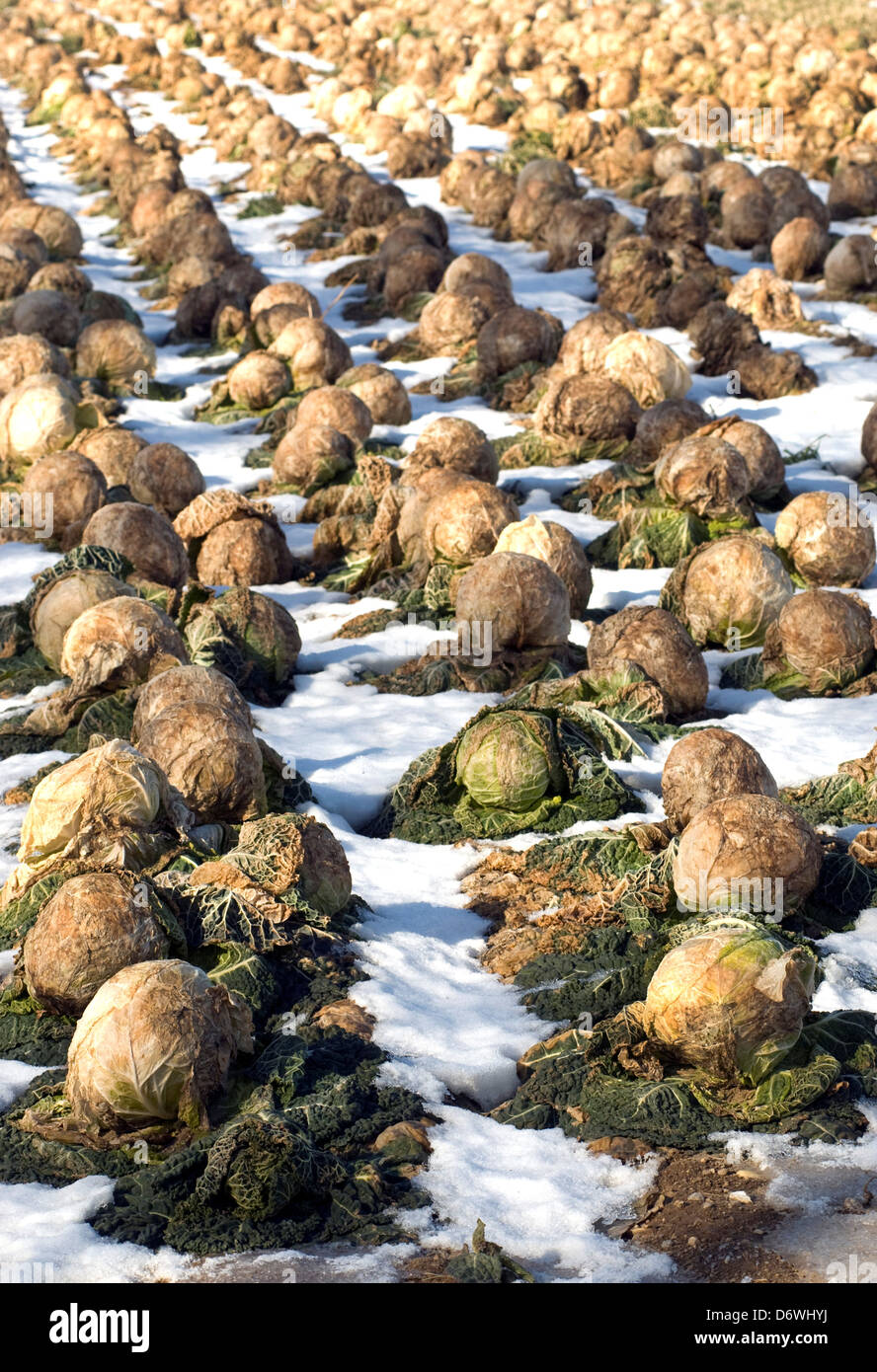 Frozen cabbages hi-res stock photography and images - Alamy
