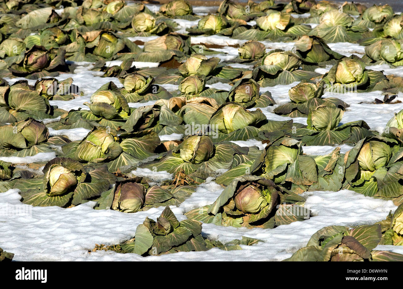 USA, New York State, New York City, Long Island, Dead cabbages in snow ...