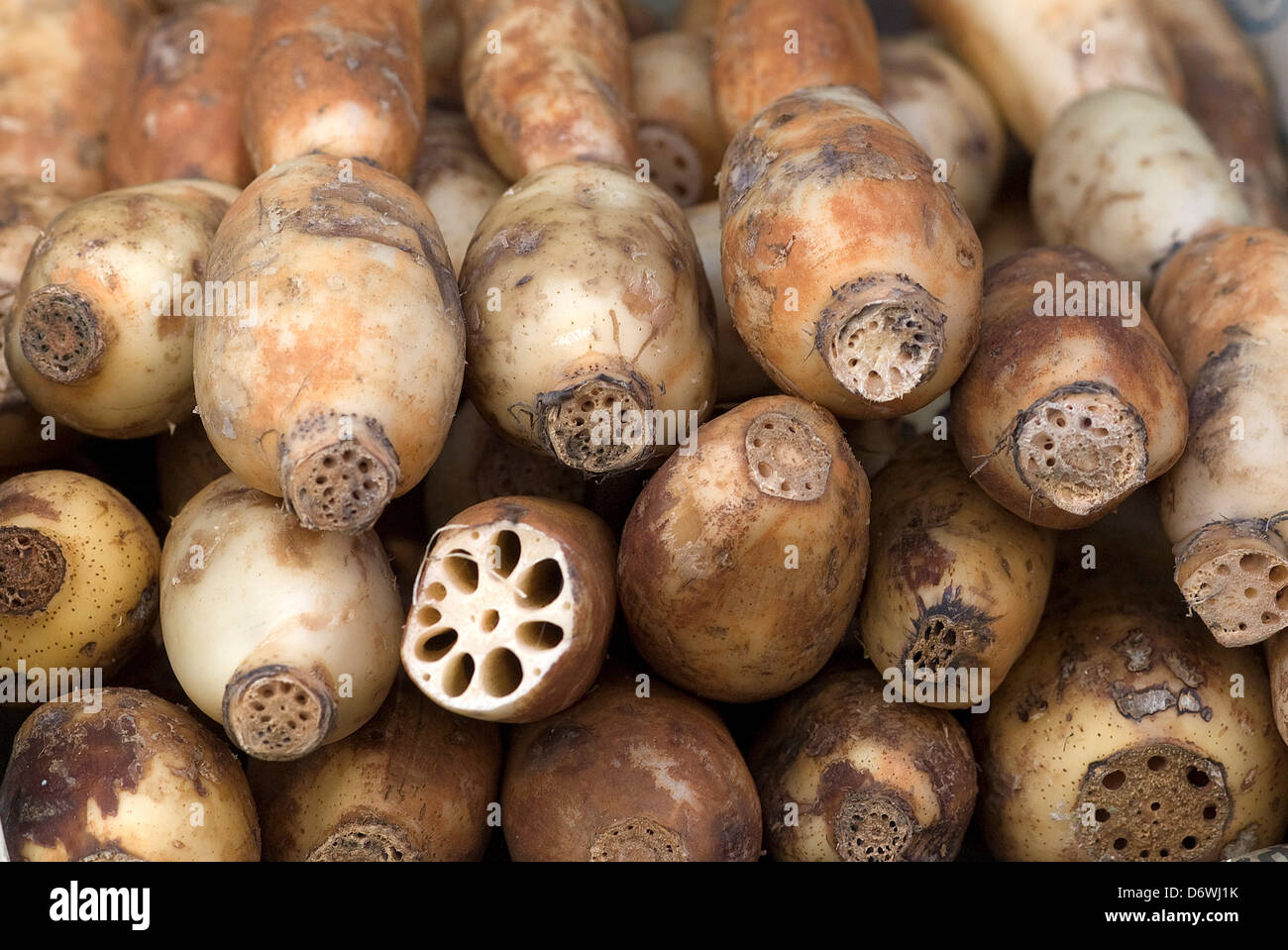 Stand lotus hi-res stock photography and images - Alamy