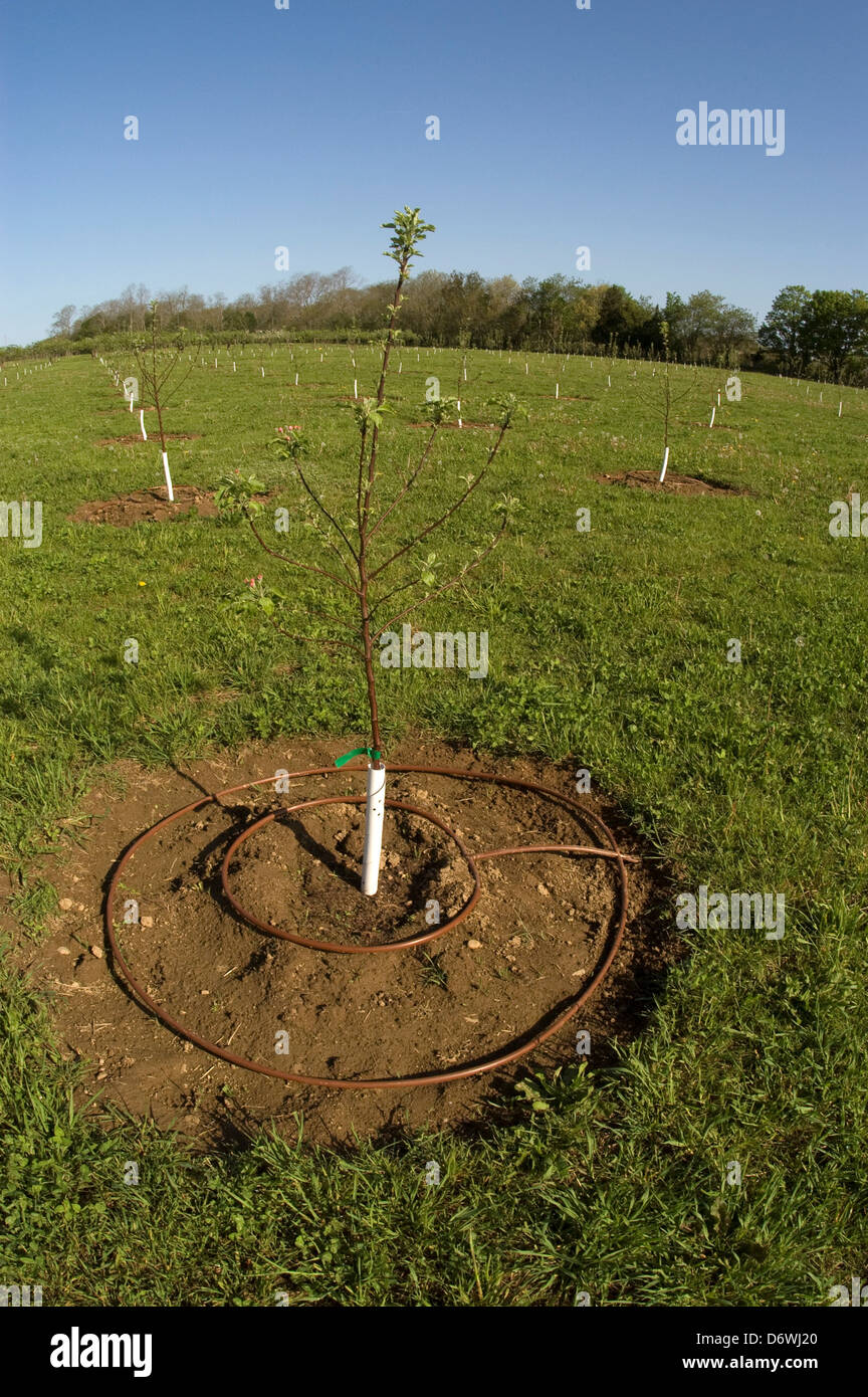 Young trees in a commercial tree farm receiving nutrients via feeding ...