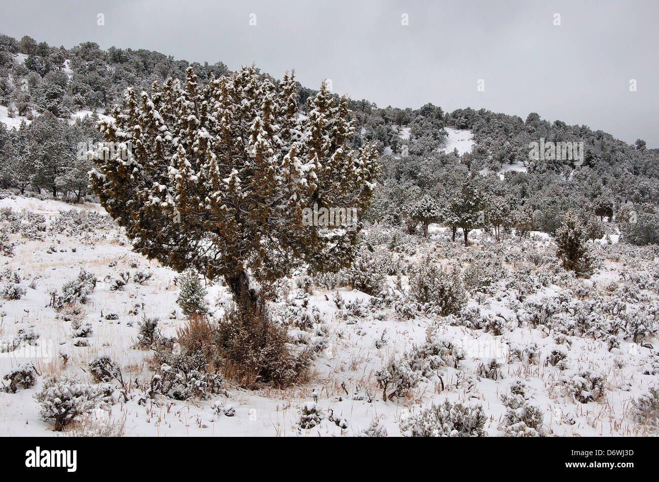 Juniper forest in winter, Colorado Desert, Colorado, USA Stock Photo ...