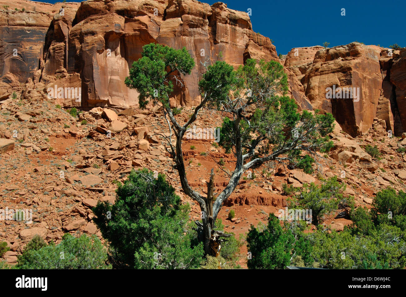 Red juniper tree hi-res stock photography and images - Alamy