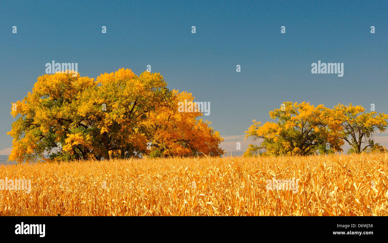 USA, Colorado, Corn field and Cottonwood trees in Fall colors Stock ...