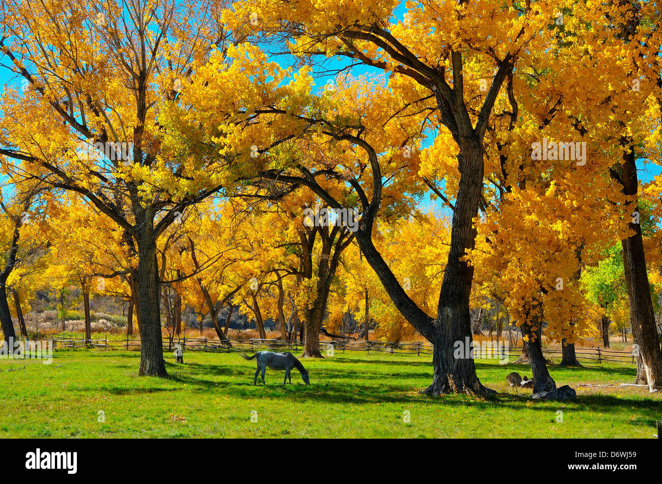 USA, Colorado, Horse grazing in Cottonwood grove in Fall colors Stock ...