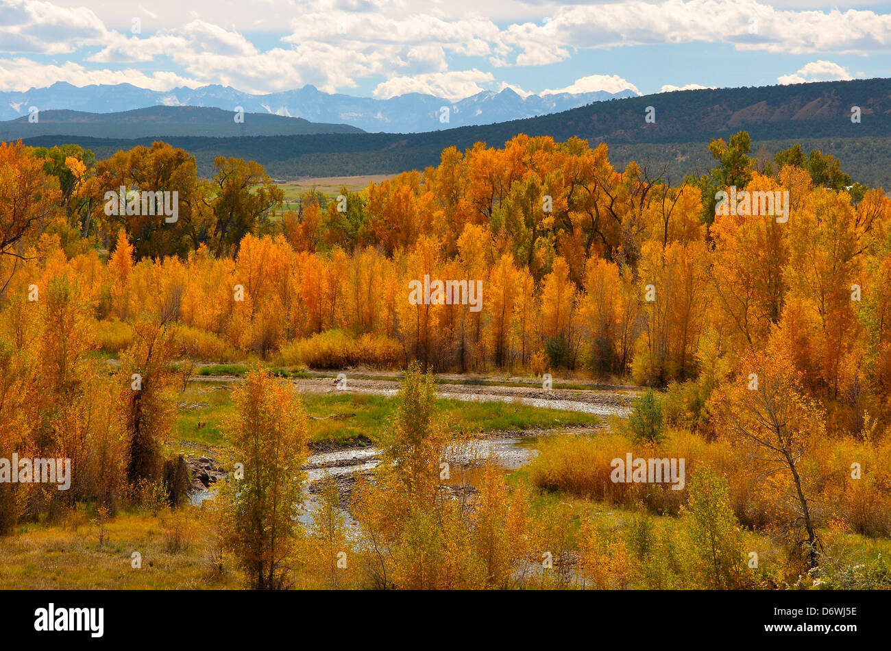 USA, Colorado, River Colorado and trees in Autumn Stock Photo - Alamy