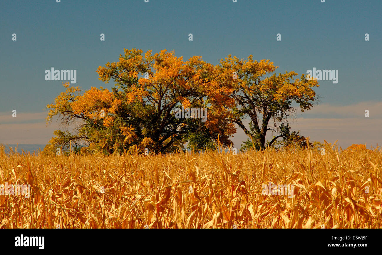 USA, Colorado, Corn field and Cottonwood trees in Fall colors Stock ...