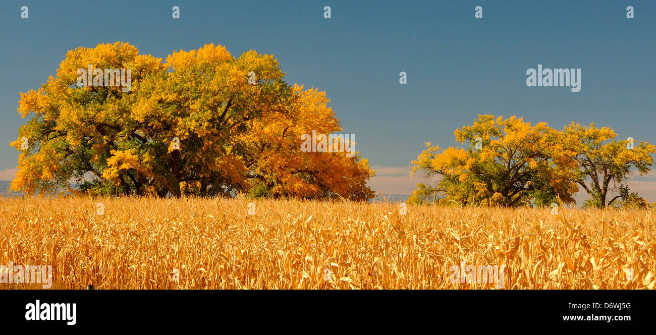 USA, Colorado, Corn field and Cottonwood trees in Fall colors Stock ...
