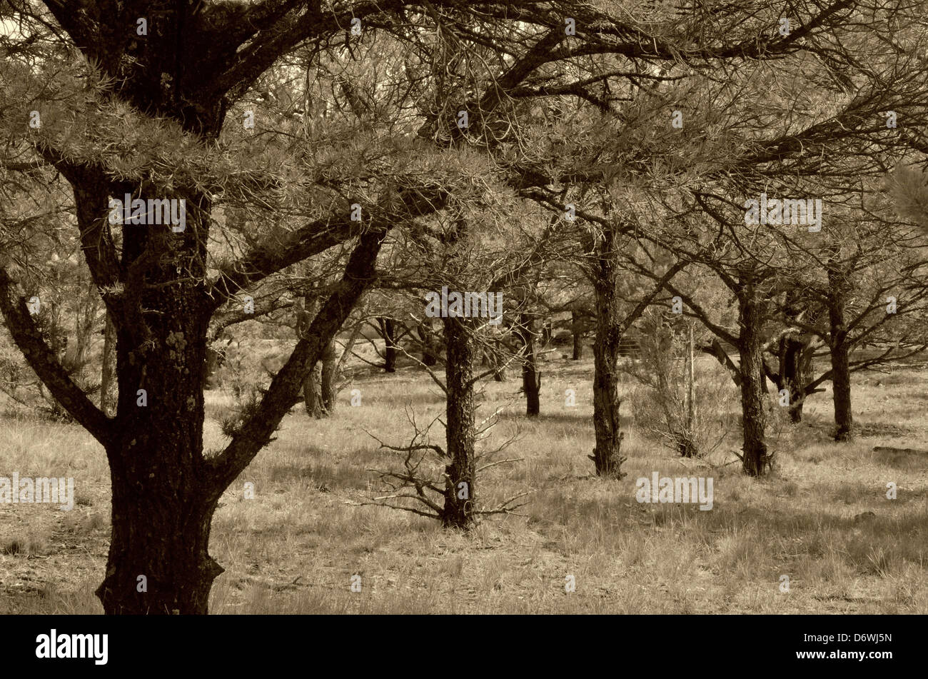 USA, Colorado, Pinion Pine Forest Stock Photo - Alamy