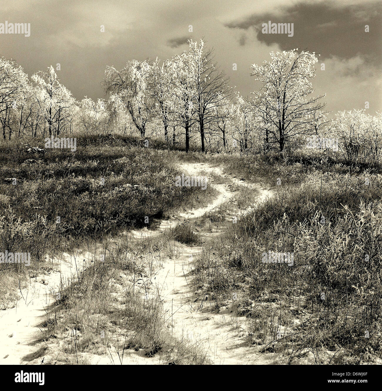 USA, Blue Ridge Mountains, Ice Storm Stock Photo - Alamy