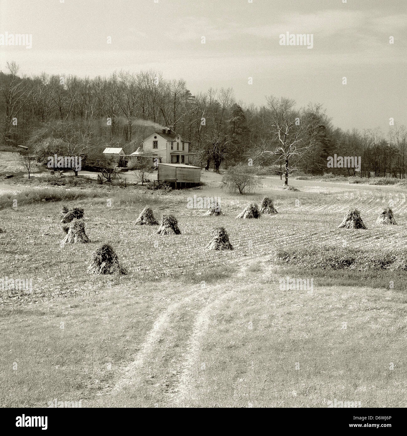 Corn shocks hi-res stock photography and images - Alamy