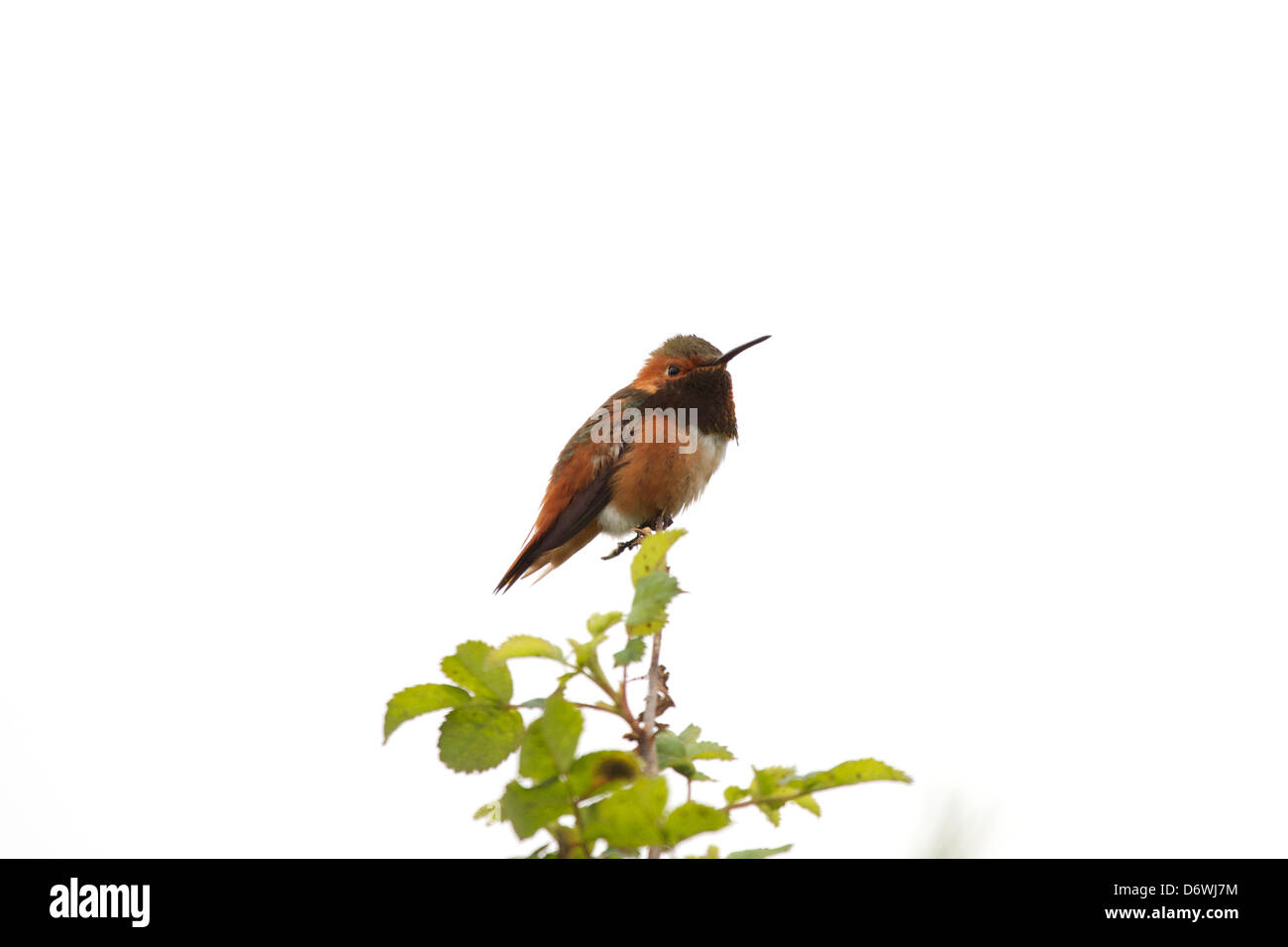 American wild birds hi-res stock photography and images - Alamy