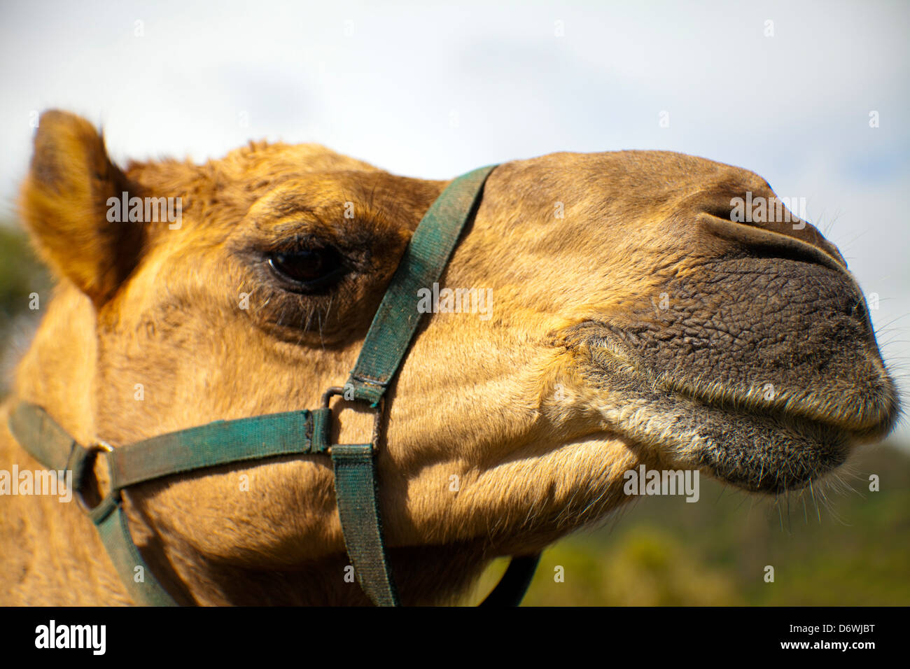Close-up of a camel's head, Egypt Stock Photo - Alamy