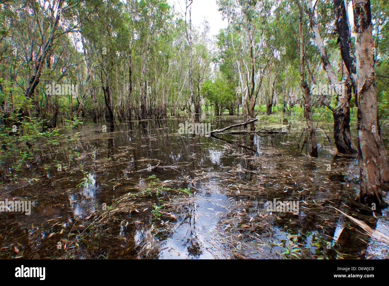 Swamp in a forest, Bamurru Plains, Mary River National Park, Kakadu ...