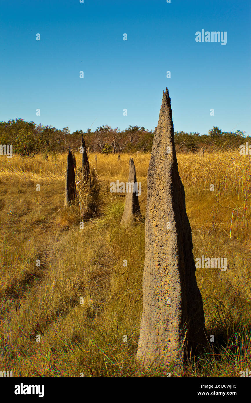 Australia, Northern Territory, Kakadu National Park, Magnetic termite ...