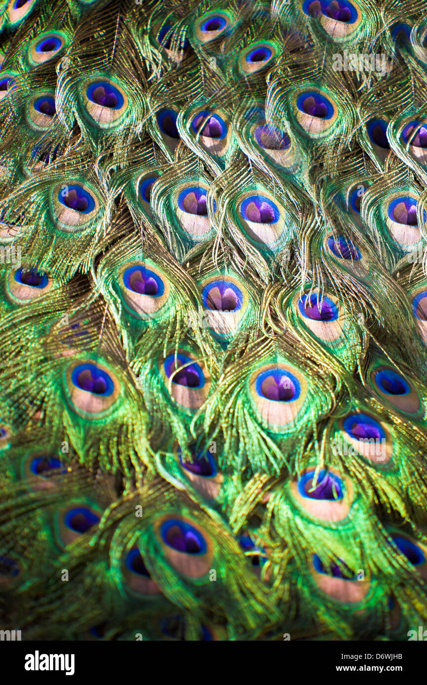 Mail tail peacock hi-res stock photography and images - Alamy