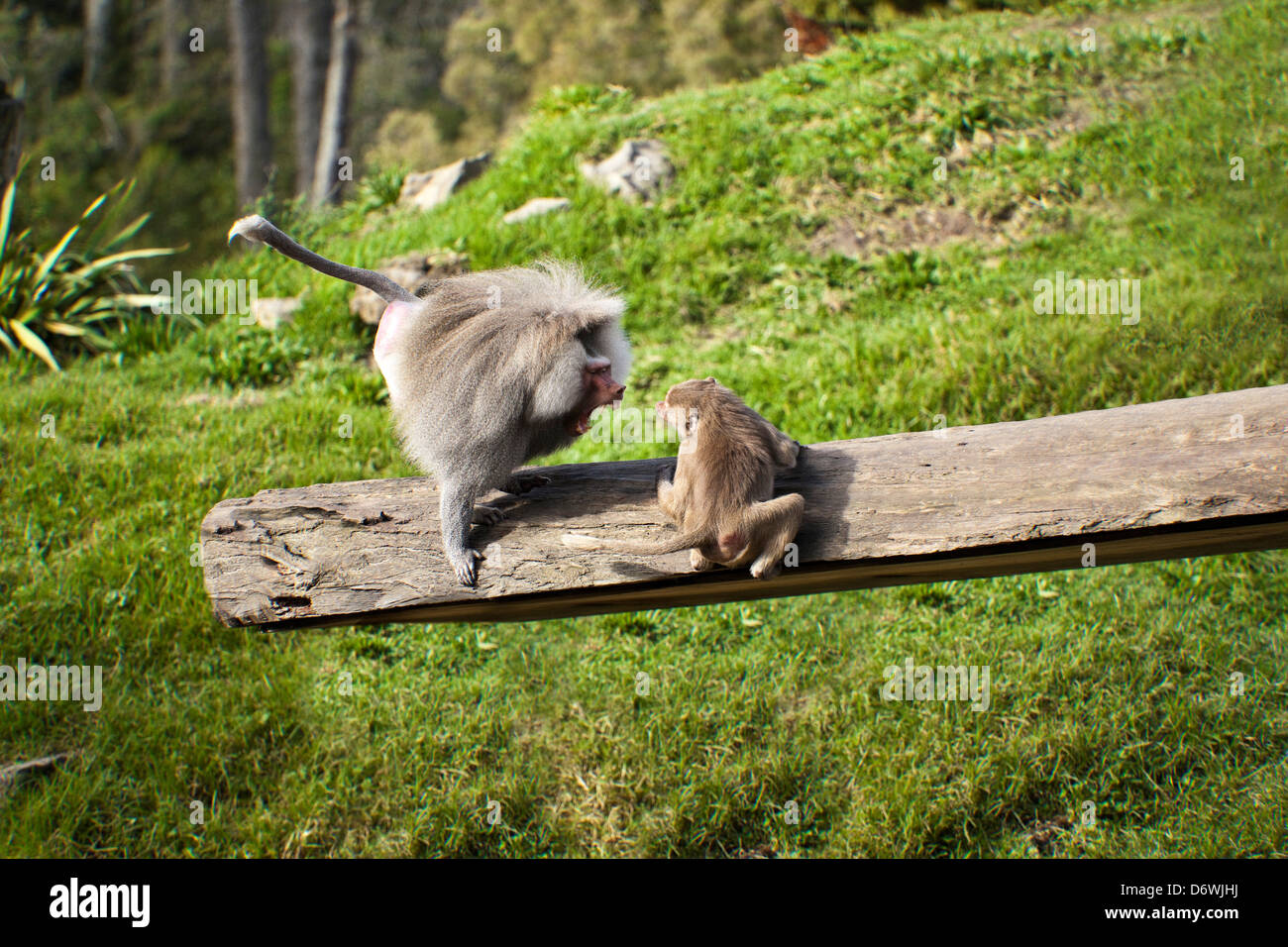 Two young baboons fighting hi-res stock photography and images - Alamy