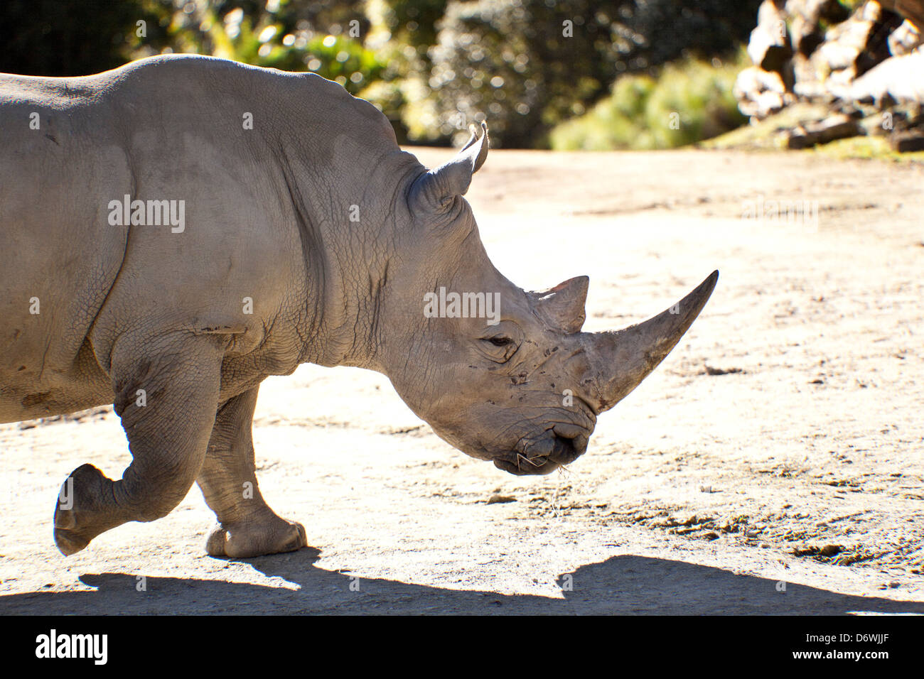 Large male rhinoceros Stock Photo - Alamy