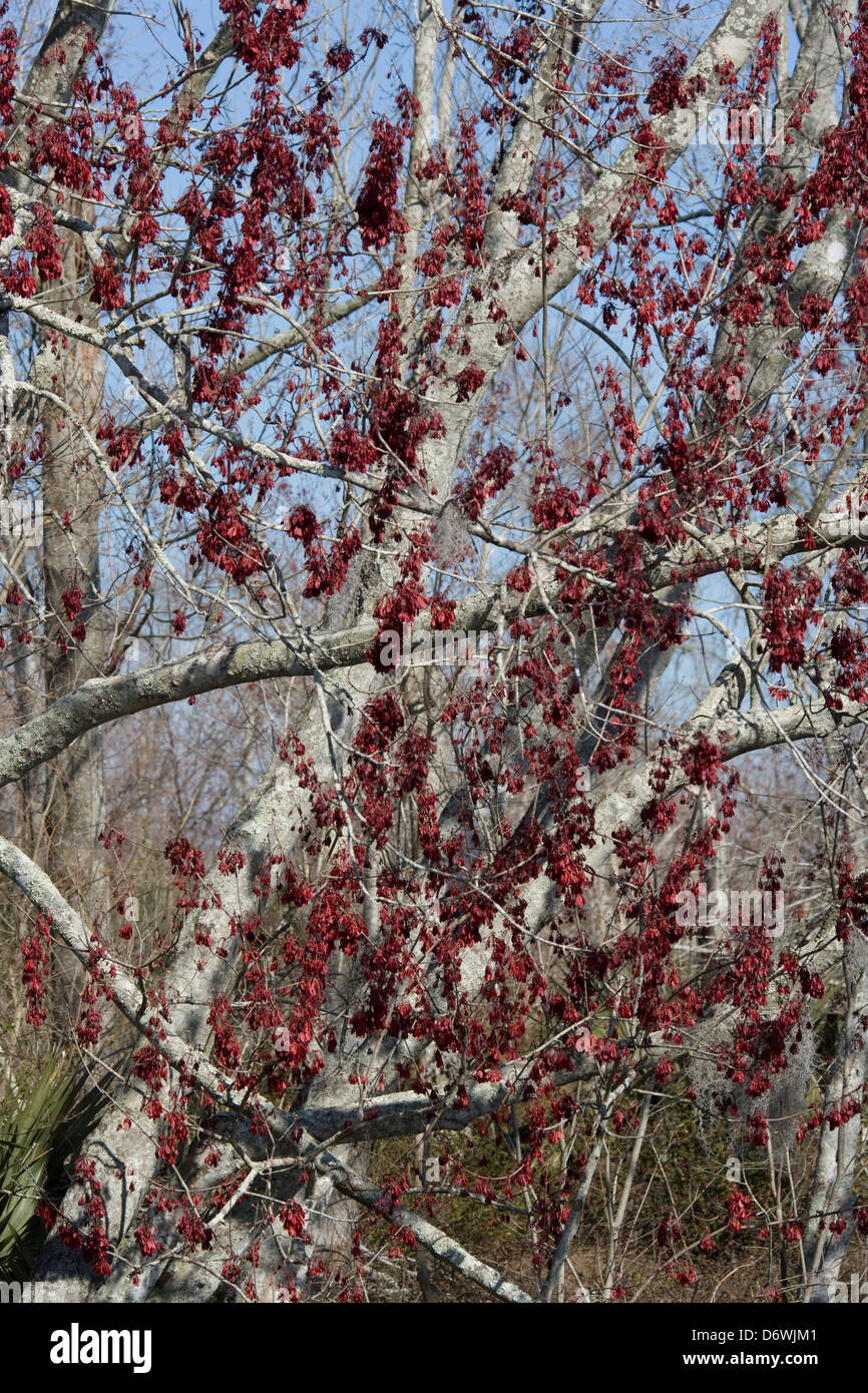Louisiana maple tree hi-res stock photography and images - Alamy