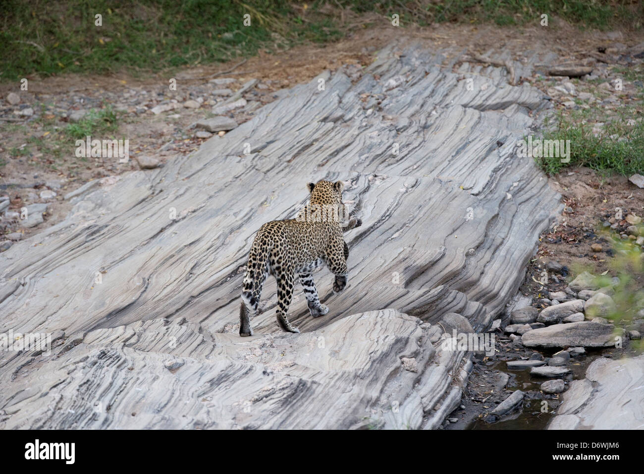 Kenya, Female Leopard carry very young cub Stock Photo - Alamy