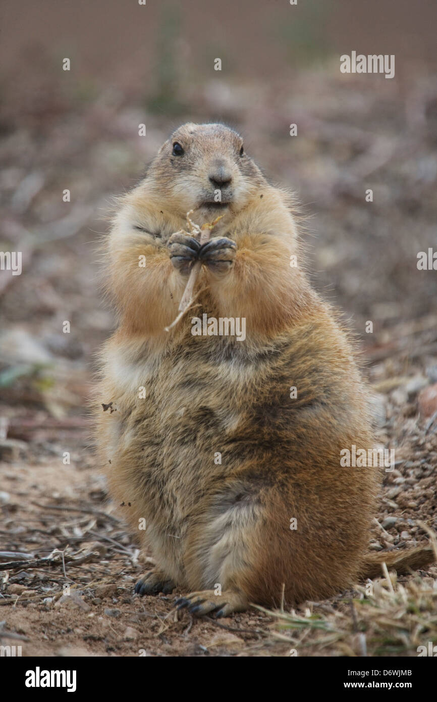 USA, Prairie dog feeding Stock Photo - Alamy