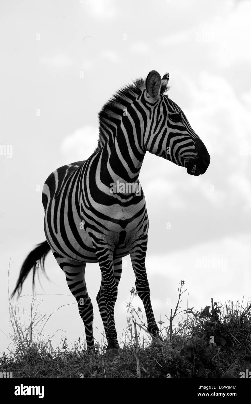 Kenya, Zebra in Masai Mara Stock Photo - Alamy