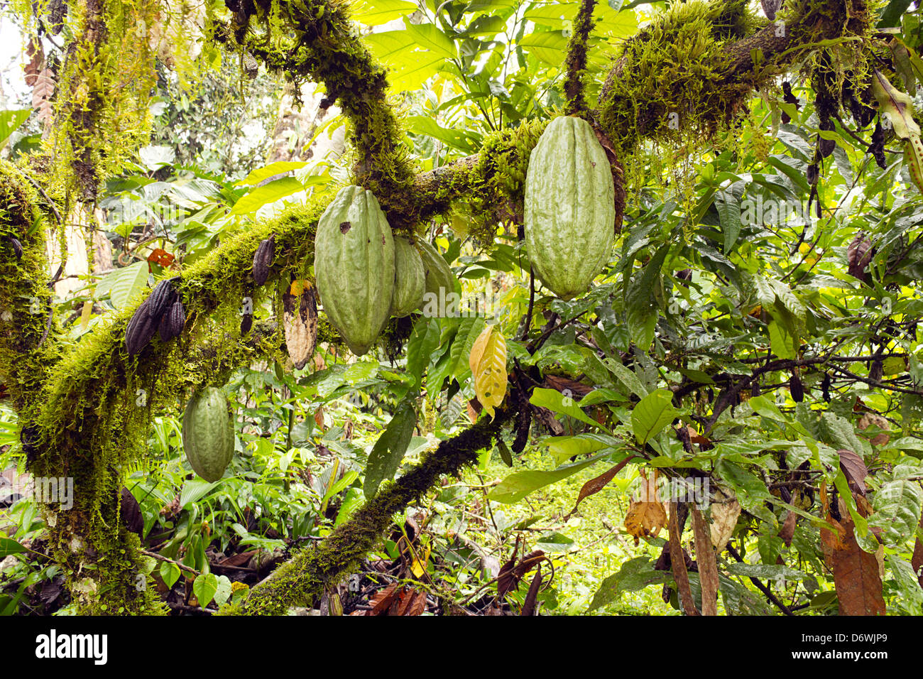 Cocoa plantation hi-res stock photography and images - Alamy