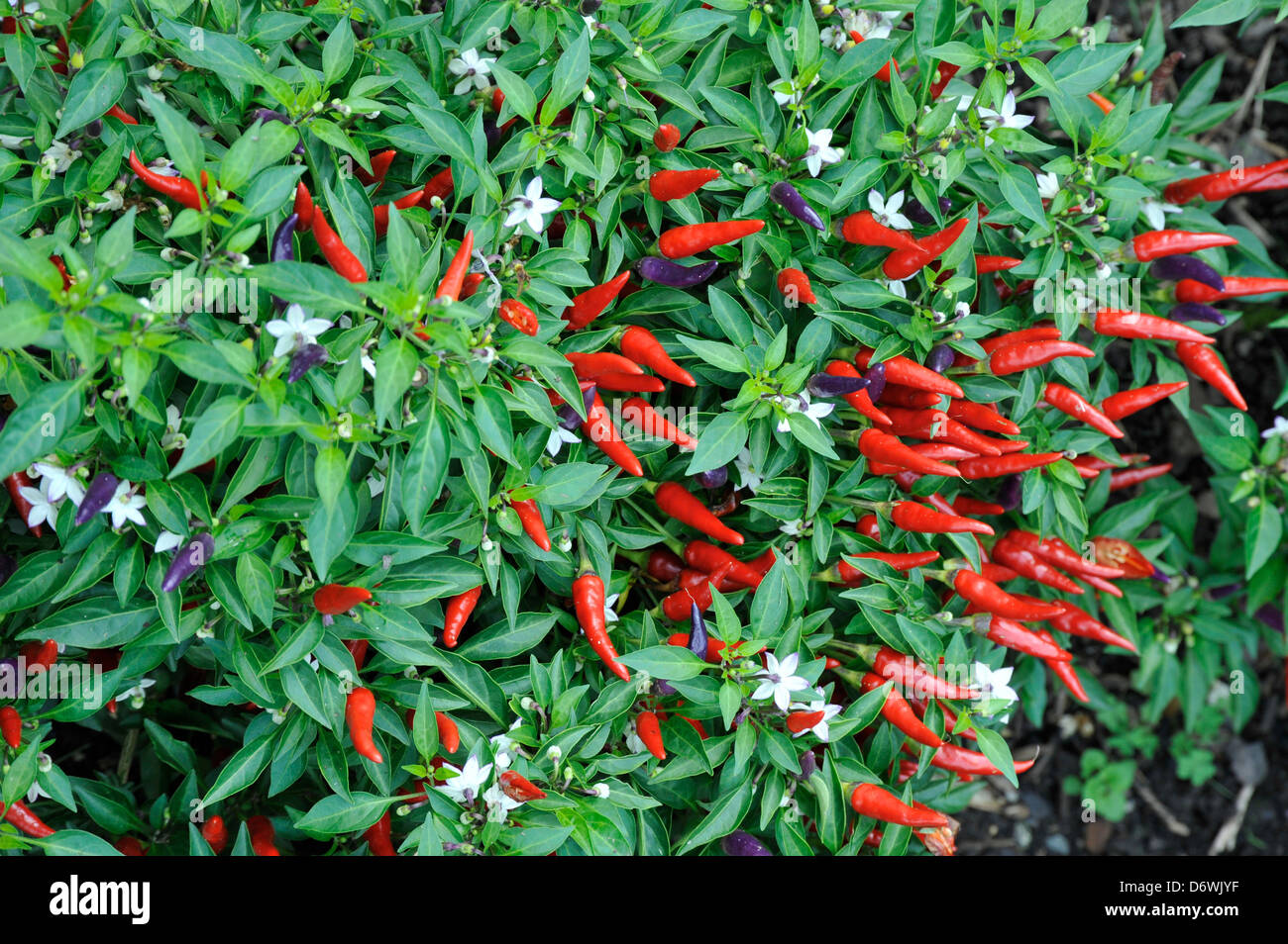 Ornamental peppers (Capsicum annuum) growing on a plant Stock Photo - Alamy