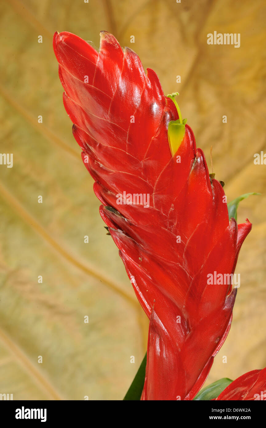 Vriesea splendens hi-res stock photography and images - Alamy
