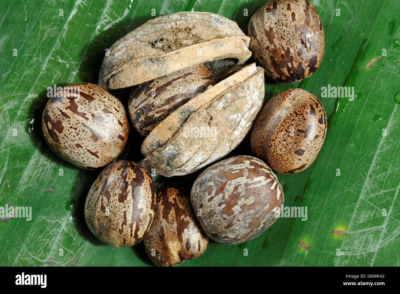 Hevea seed hi-res stock photography and images - Alamy