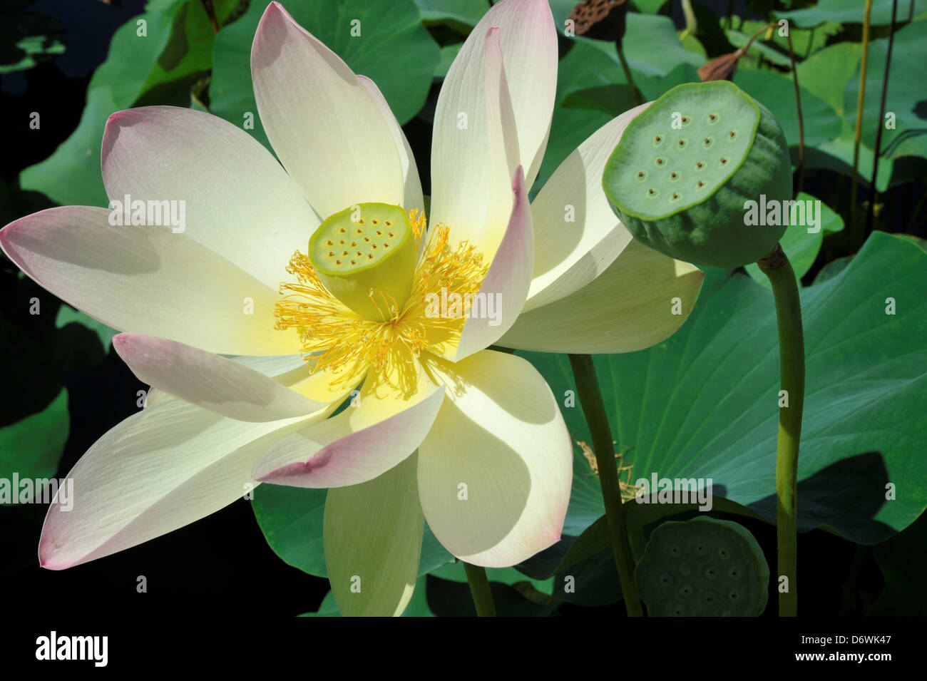 Sacred Lotus (Nelumbo nucifera Stock Photo - Alamy