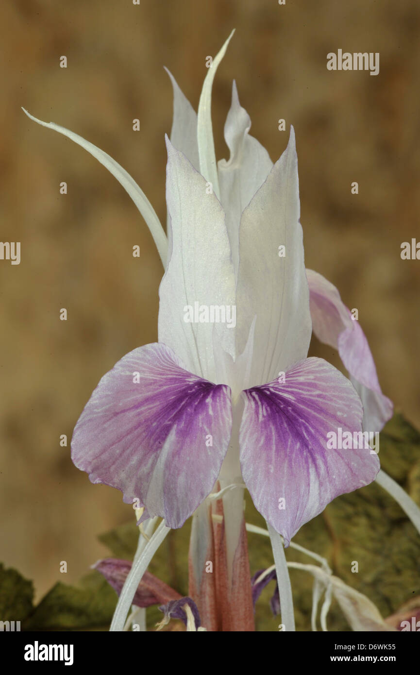 Close-up of Asian Crocus (Kaempferia rotunda) flower Stock Photo - Alamy